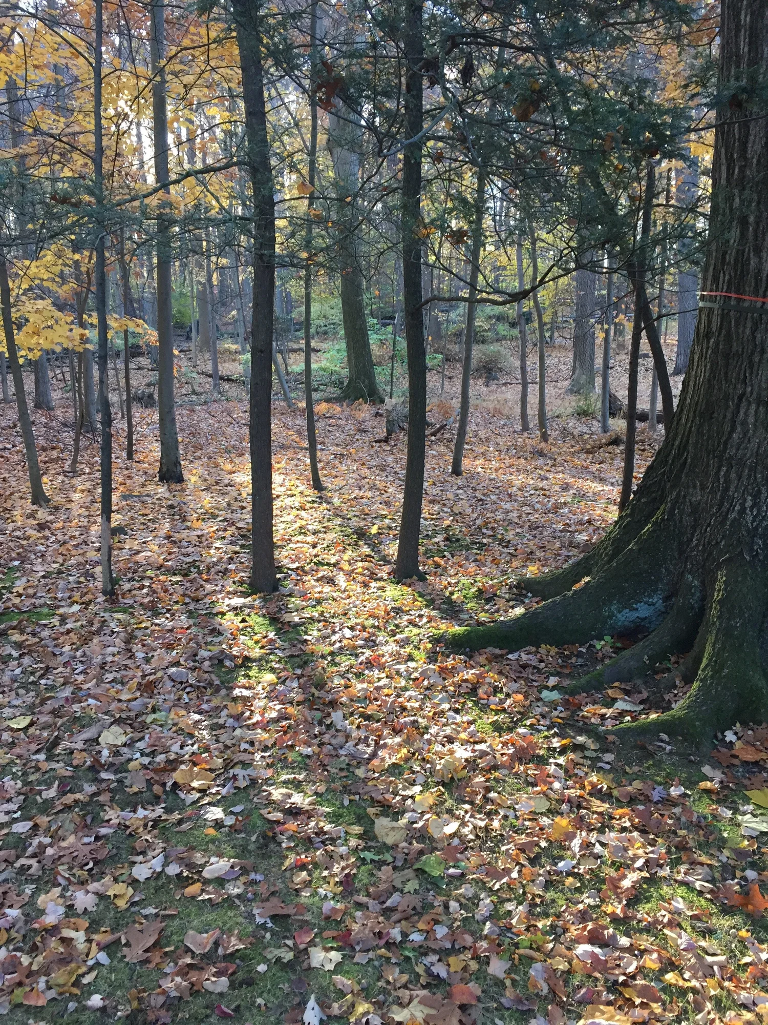 3 Little Lessons From the Forest That Inspire Organizing Possibilities ...