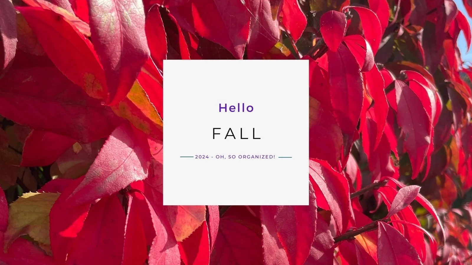 Blog — Oh, So Organized