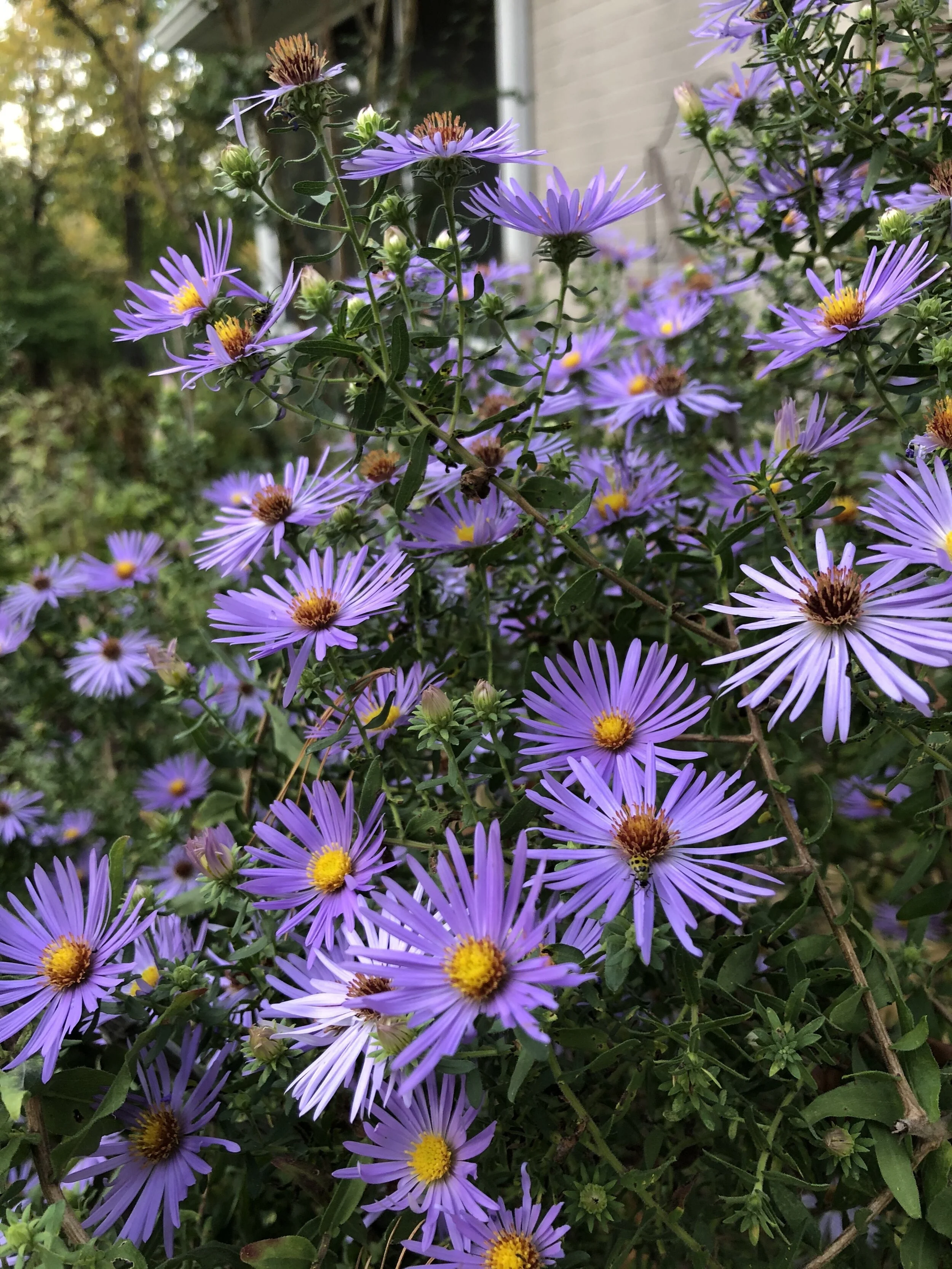 Ohio Native Plant Month