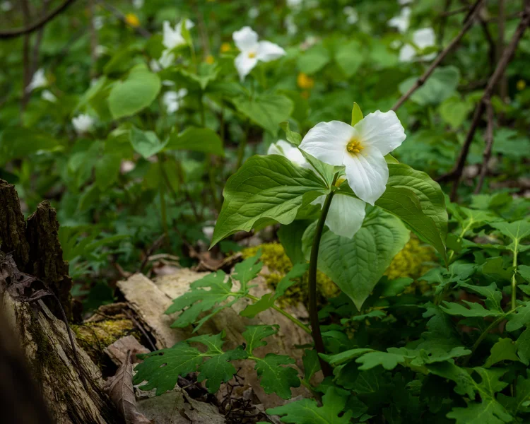 List of Native Plants — Ohio Native Plant Month