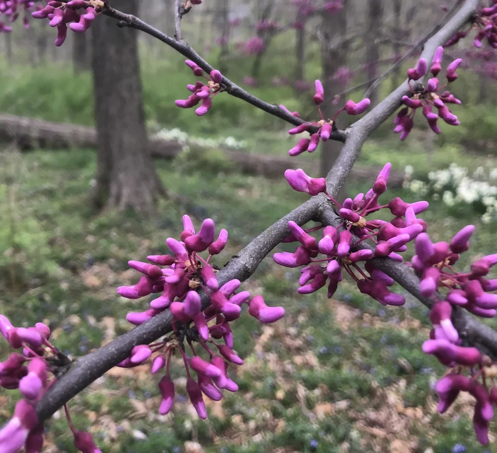 Ohio Native Plants of Distinction! — Ohio Native Plant Month