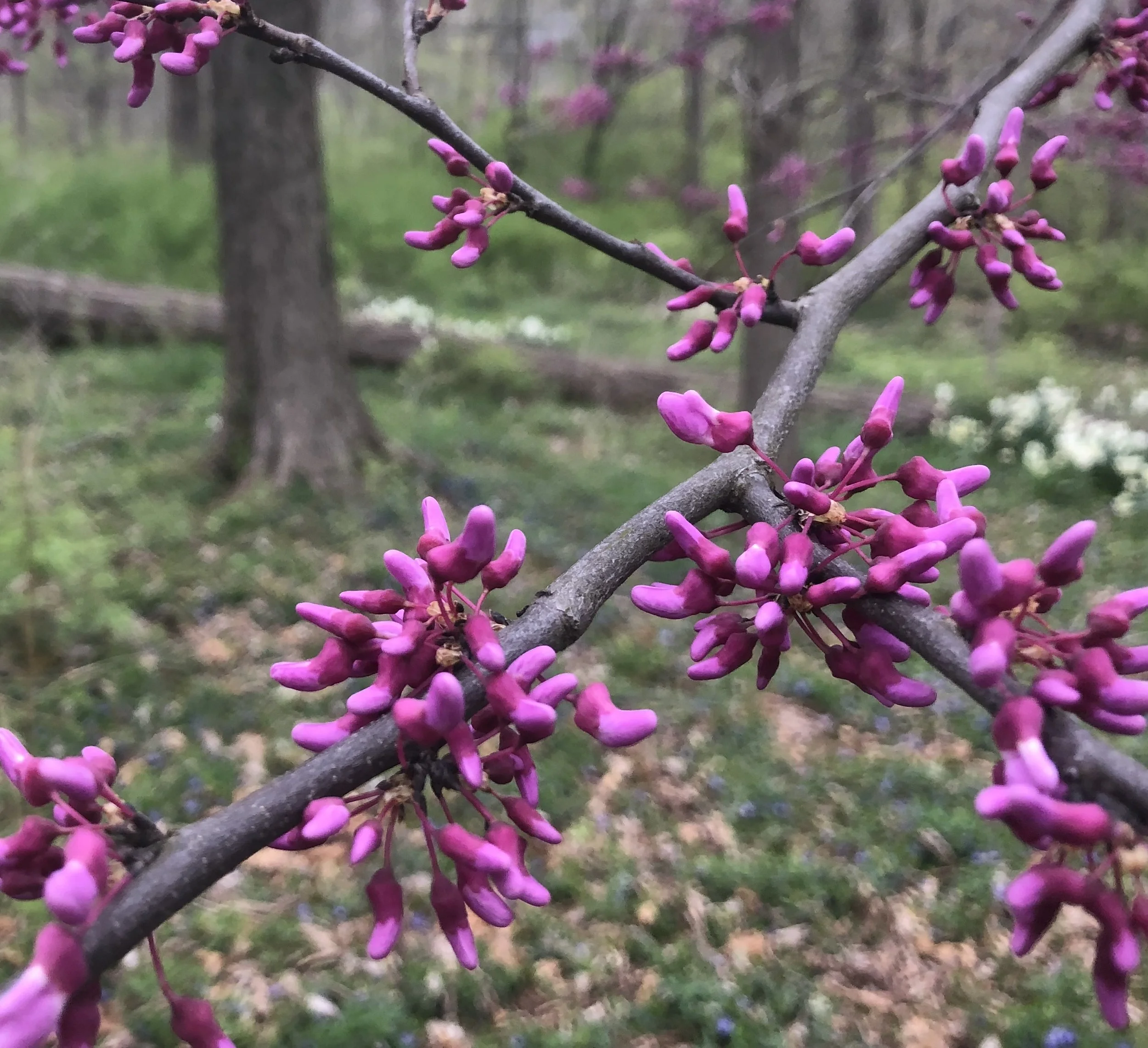 Ohio Native Plants of Distinction! — Ohio Native Plant Month