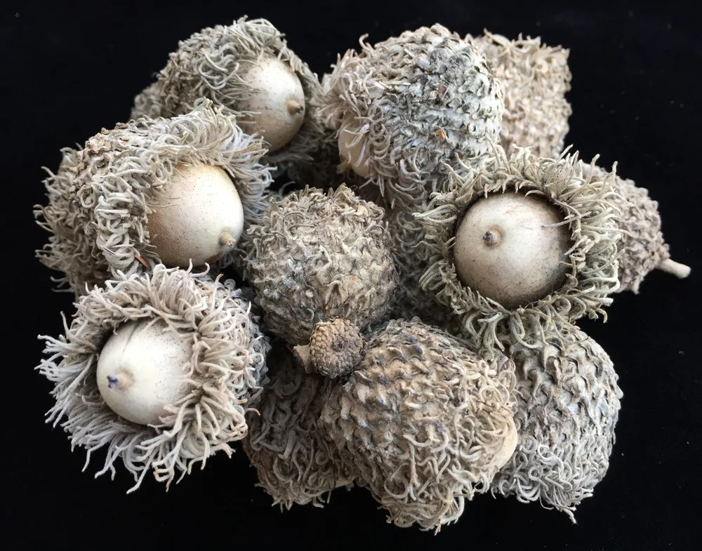 Ohio Native Plants of Distinction! — Ohio Native Plant Month