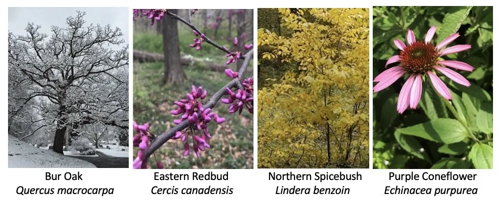 Ohio Native Plant Month