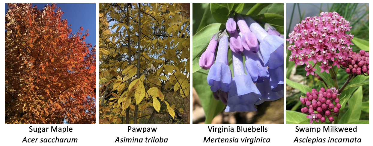 Ohio Native Plant Month