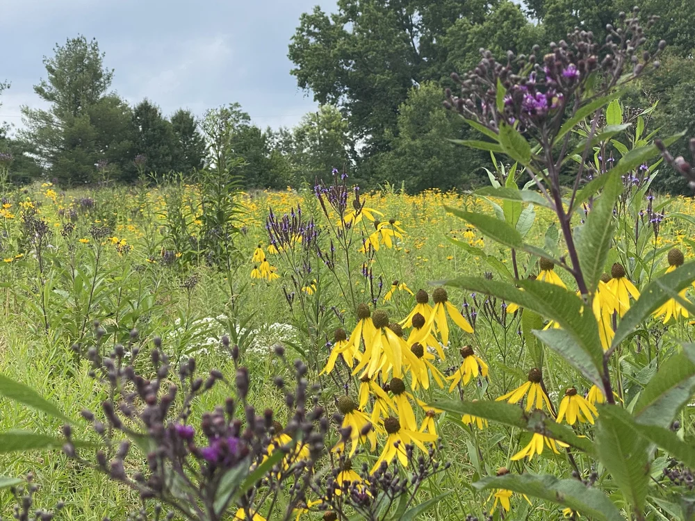 Ohio Native Plant Month
