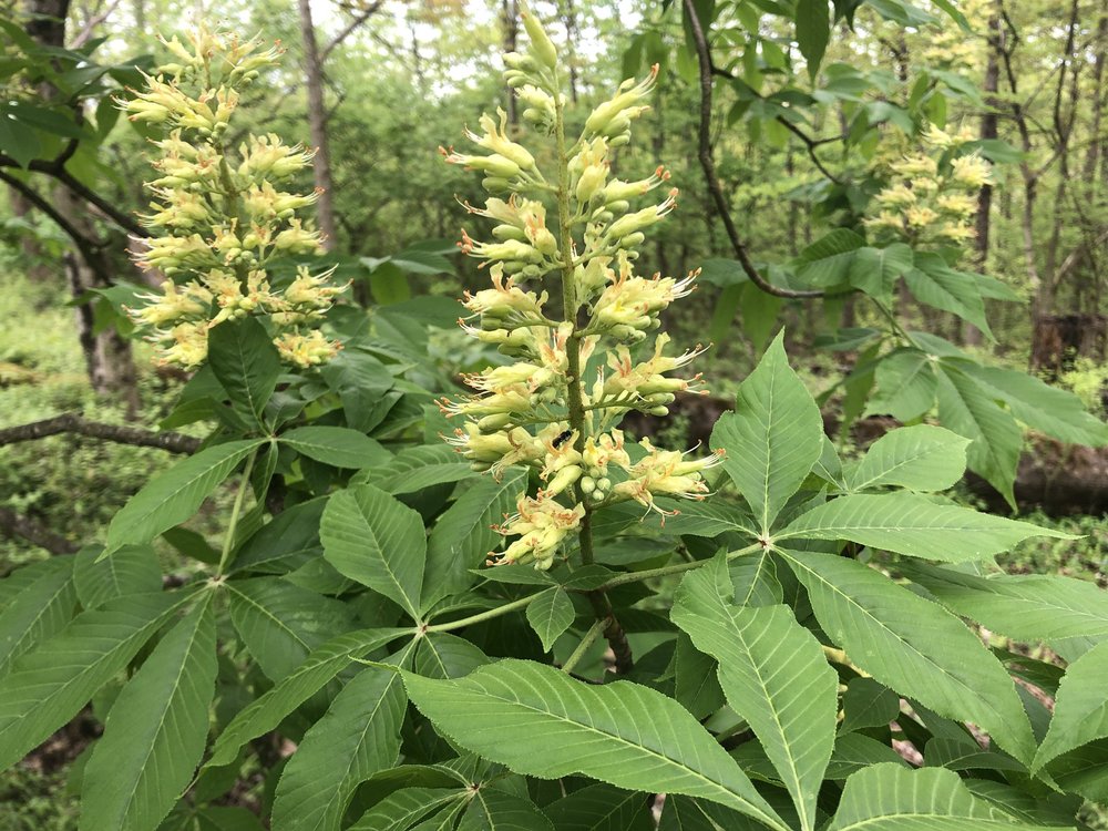 Ohio's State Plants — Ohio Native Plant Month