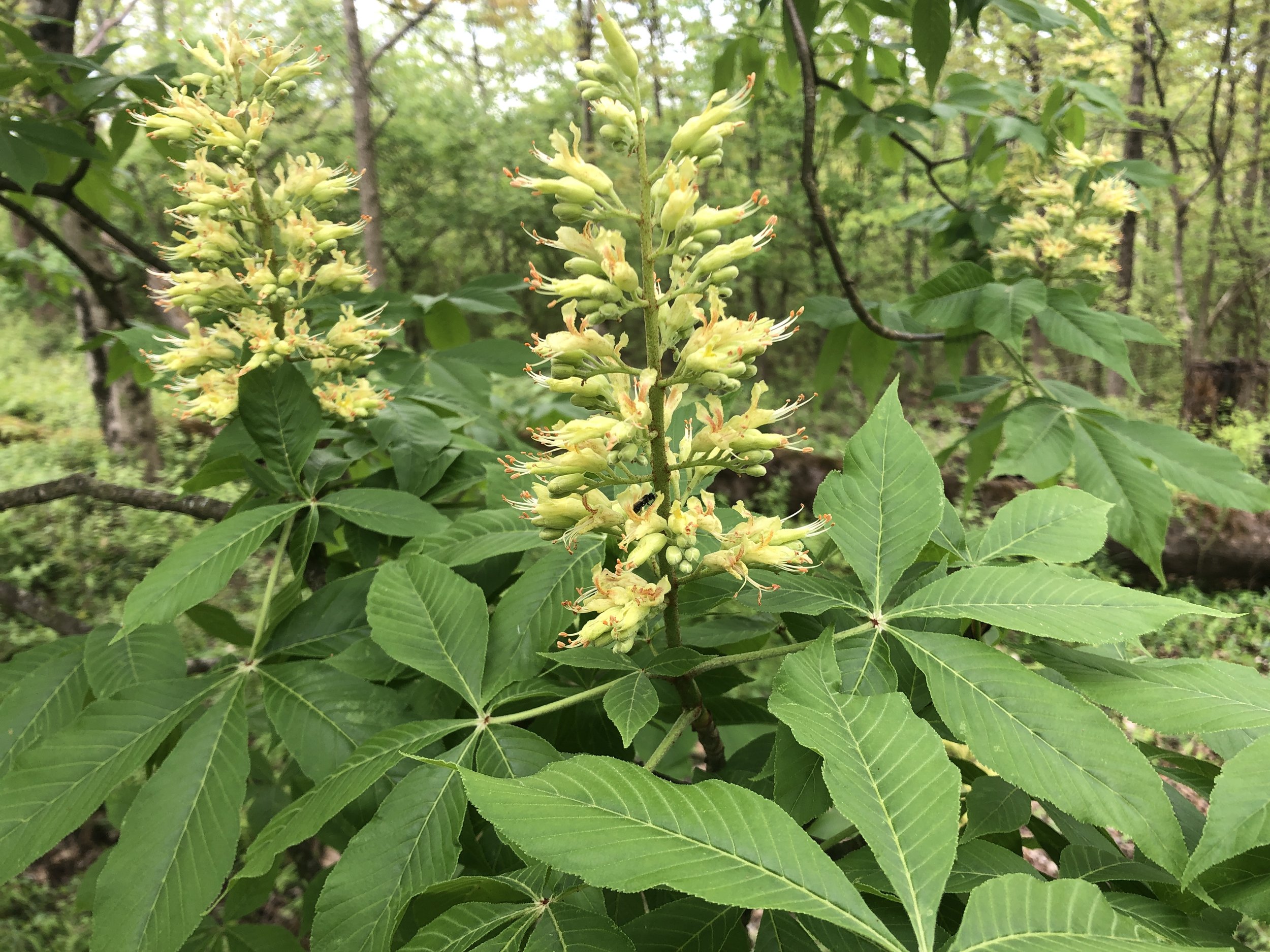 Ohio's State Plants — Ohio Native Plant Month