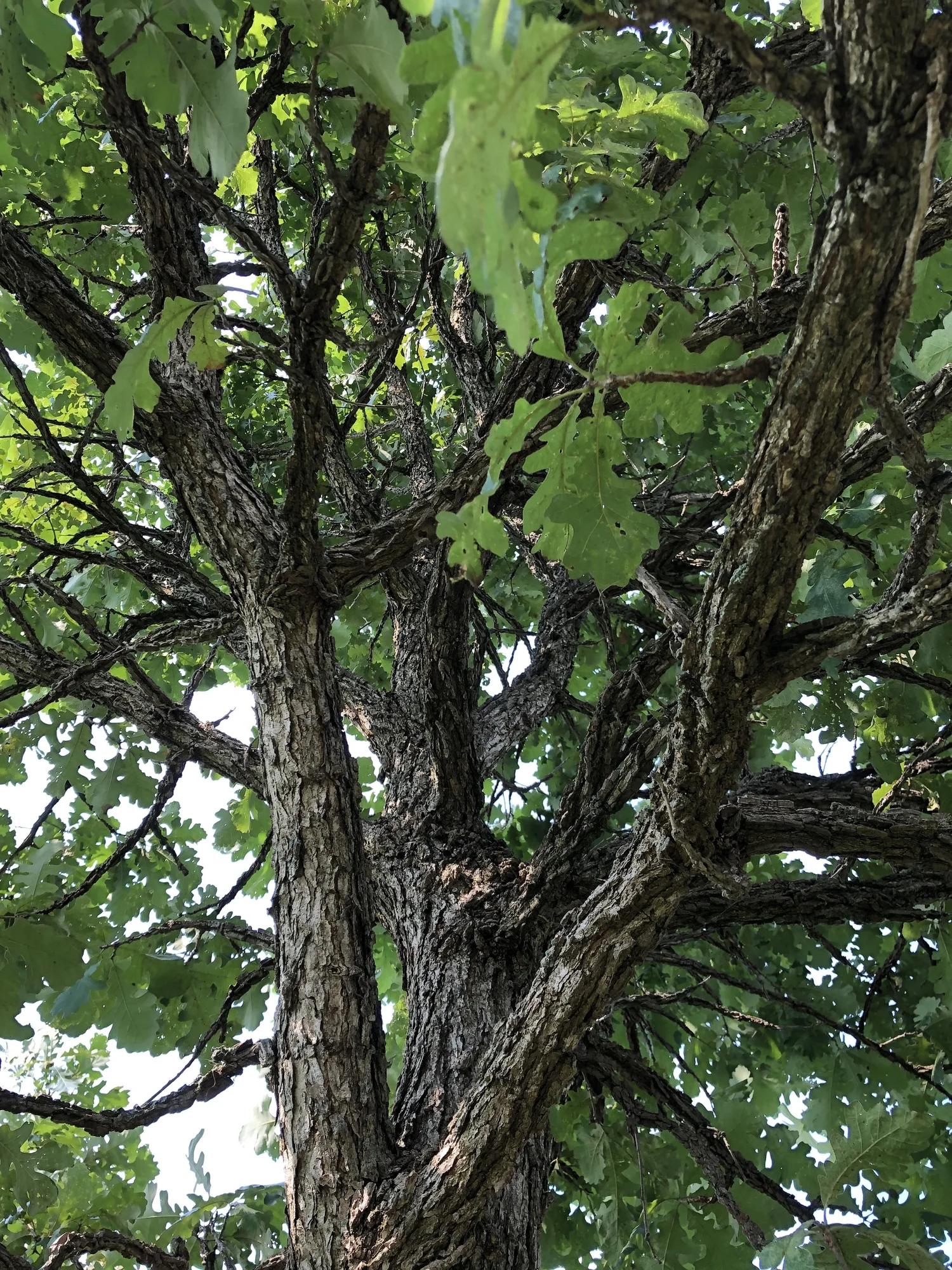 Ohio Native Plant Month