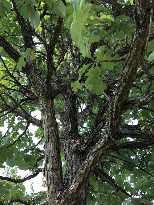 Ohio Native Plant Month