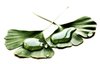 TCM Basics 101: What is Phlegm — Dr Xiang Jun -Experienced ...