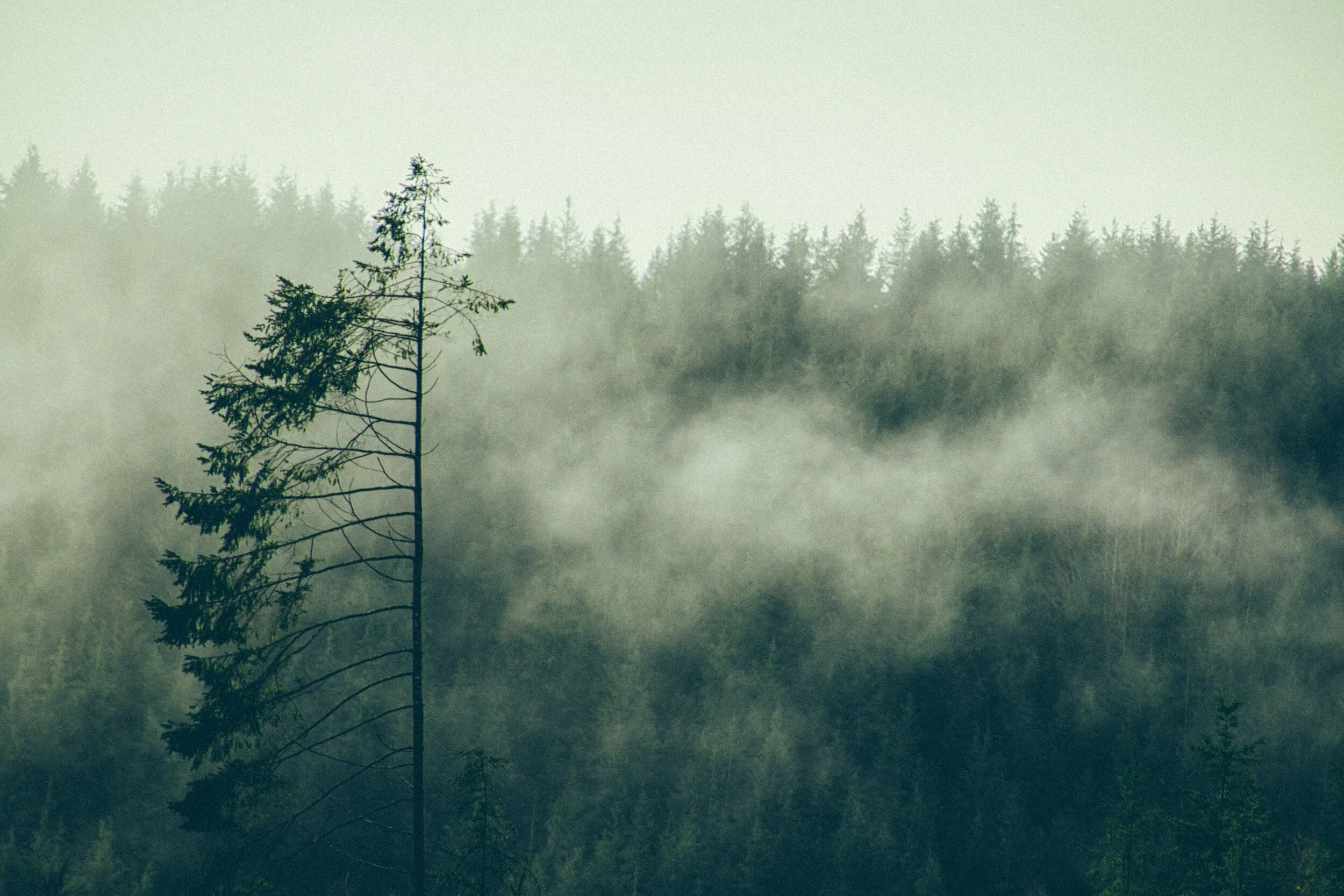 TCM Basics 101: What is the Difference between Dampness and Phlegm — Dr ...