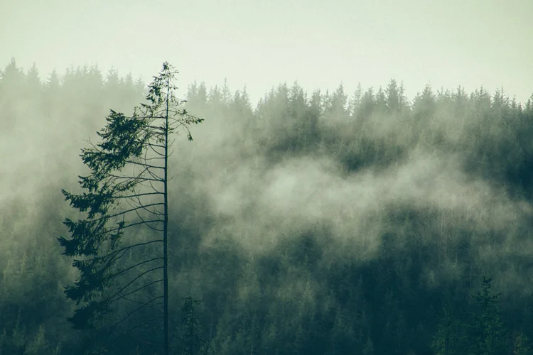 TCM Basics 101: What is the Difference between Dampness and Phlegm — Dr ...