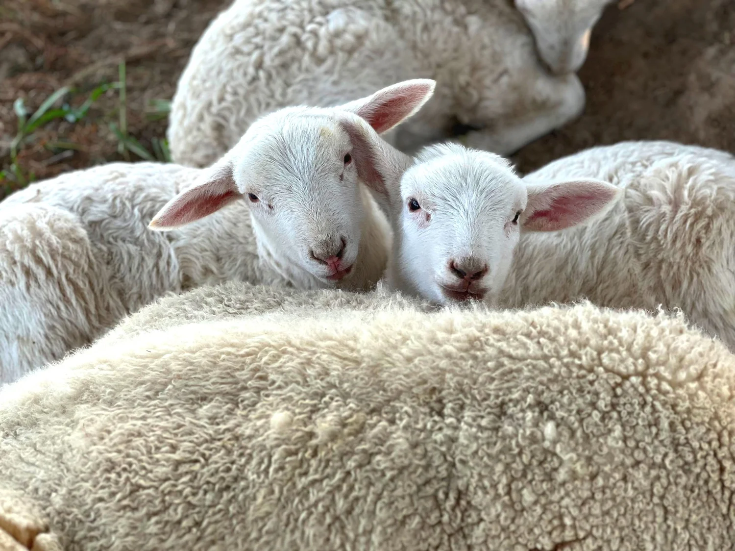 Shop — Ave Maria Farms
