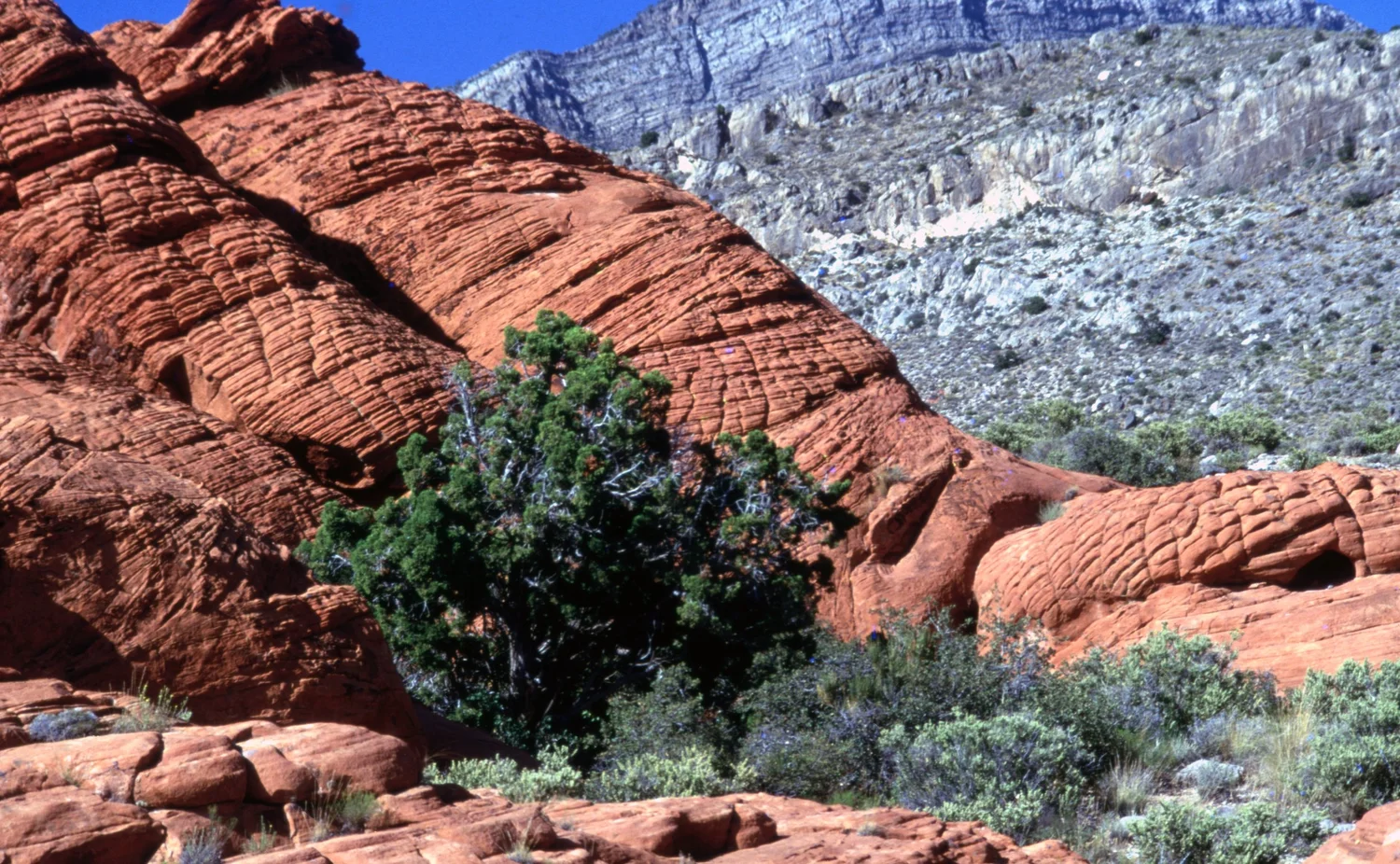 Mark Elison Hoversten