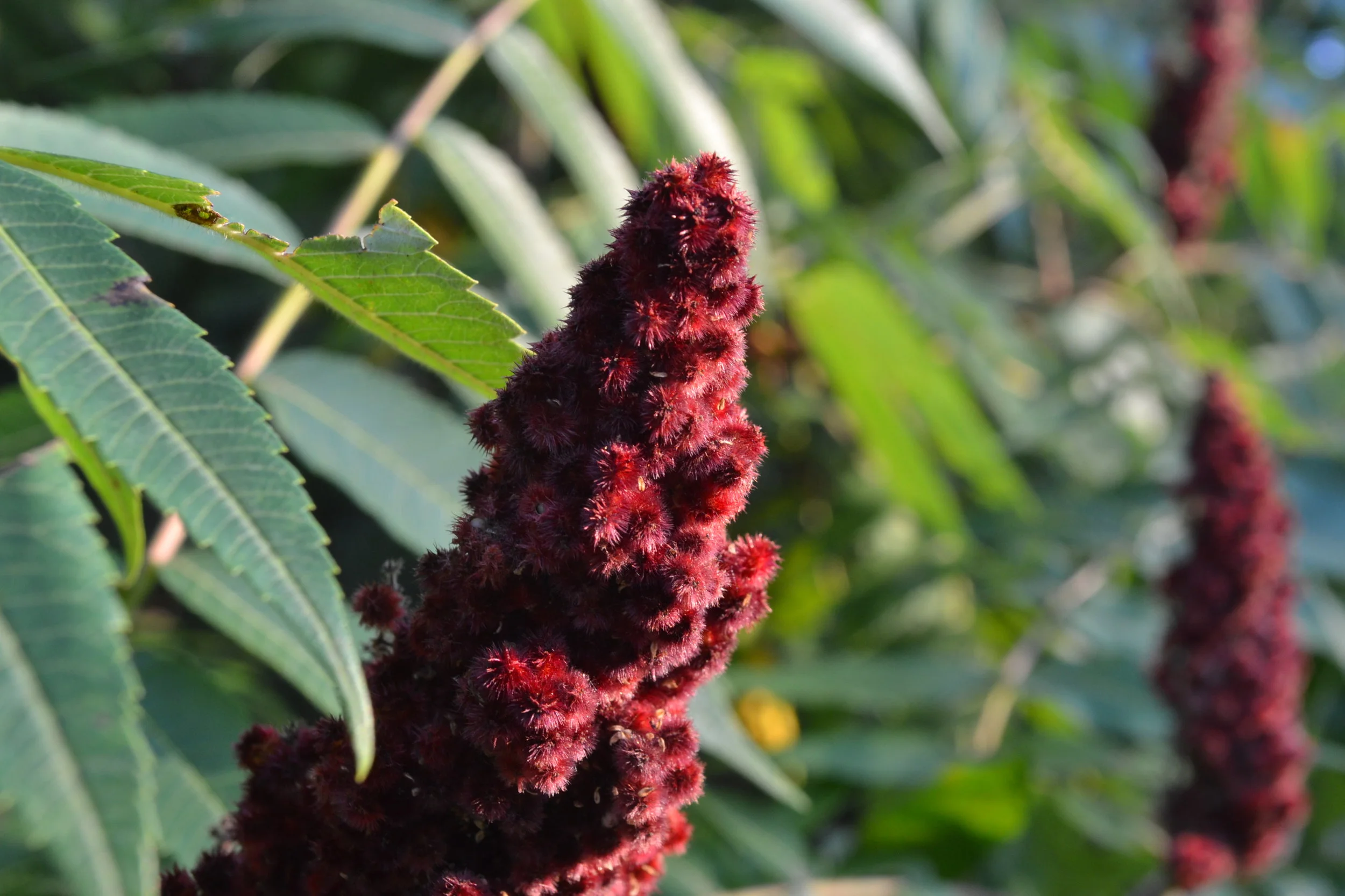 Gallery — Sumac Centre