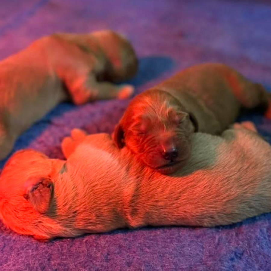 Puppy SAGE — SAGE Integration