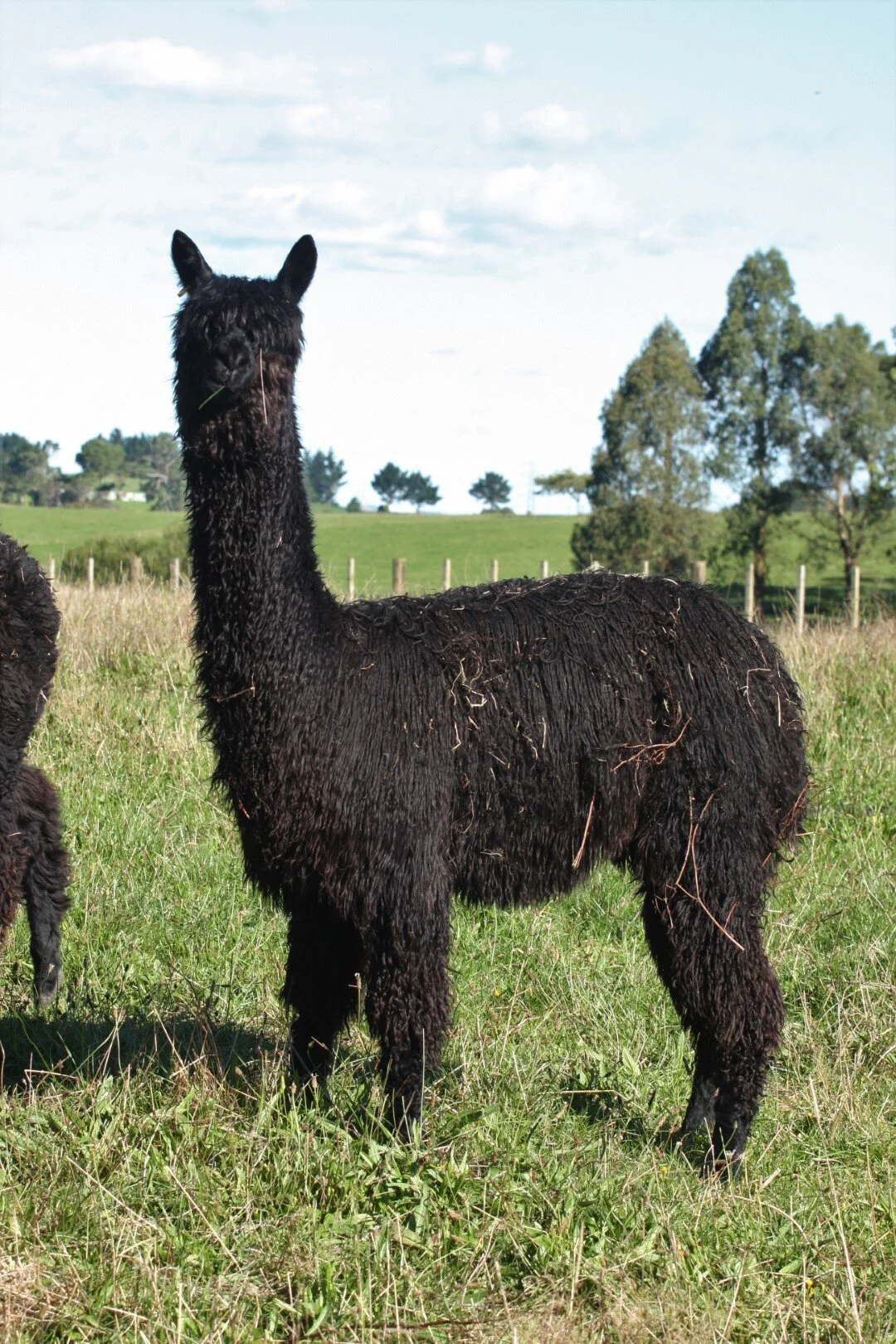 Shadow Wood Alpaca Farm. Suri Alpacas for Sale and Export Facilities ...
