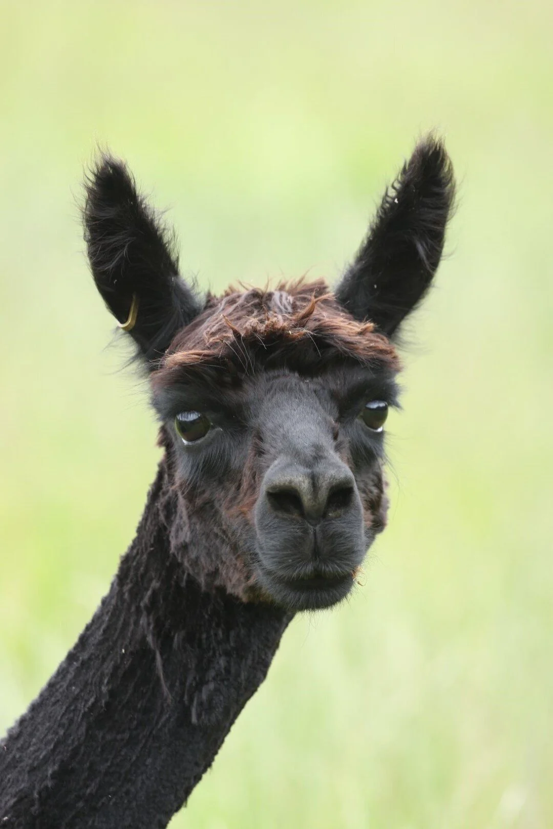 Shadow Wood Alpaca Farm. Suri Alpacas for Sale and Export Facilities ...