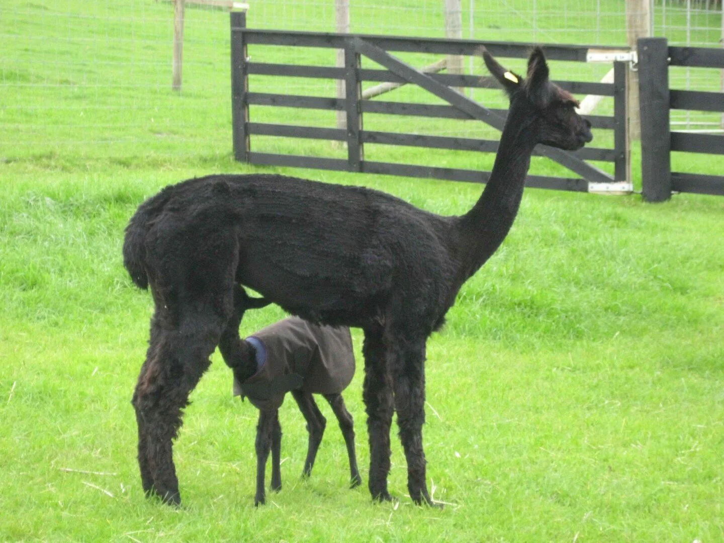 Shadow Wood Alpaca Farm. Suri Alpacas for Sale and Export Facilities ...