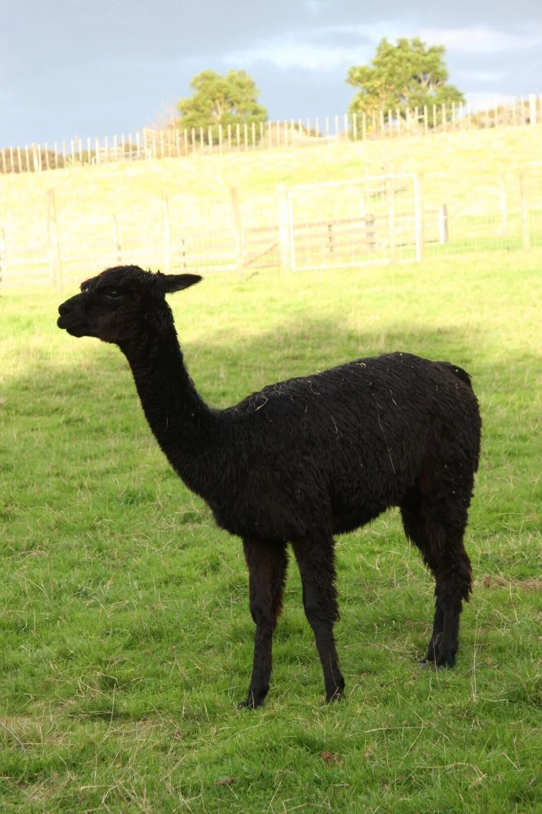 Shadow Wood Alpaca Farm. Suri Alpacas for Sale and Export Facilities ...