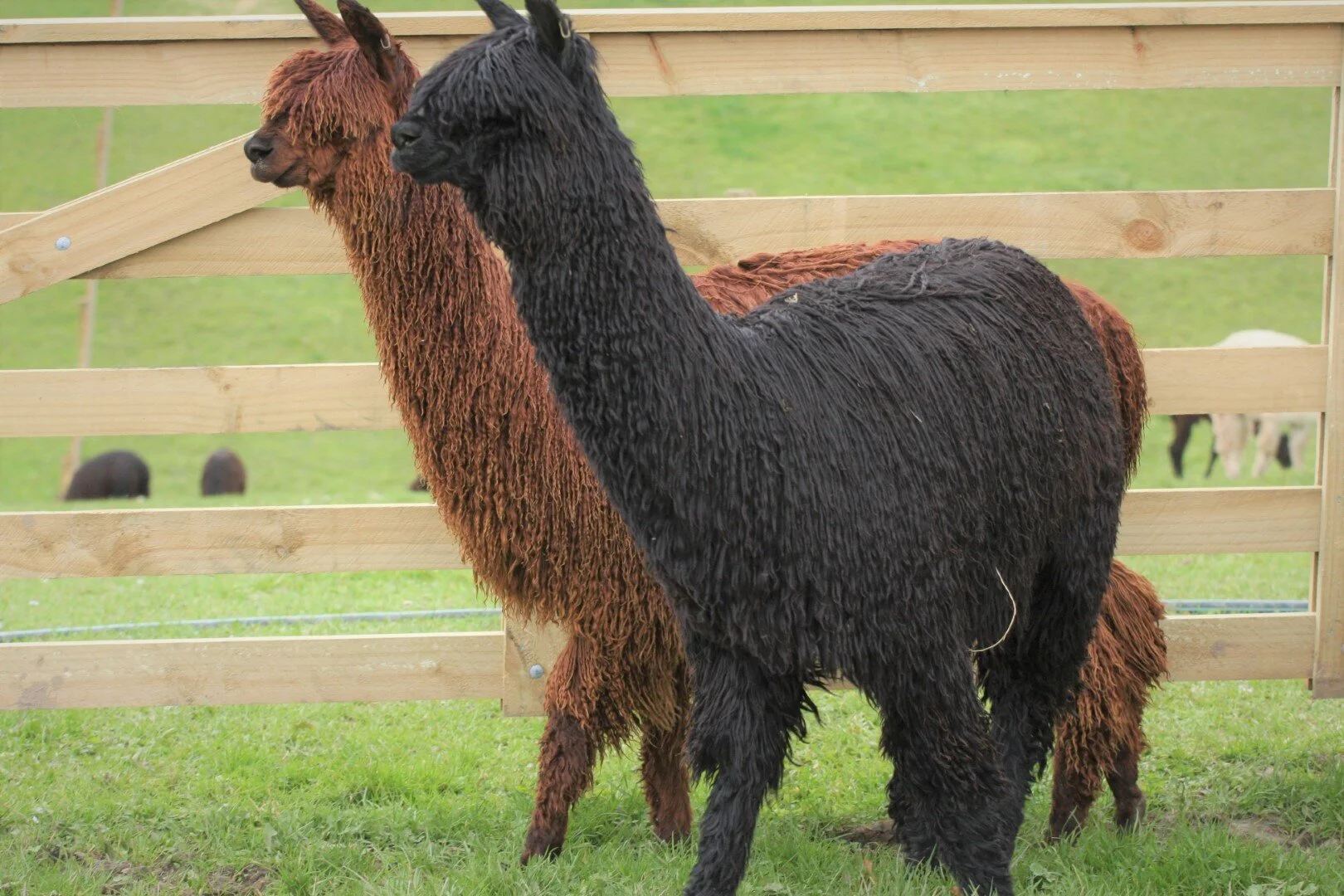 Shadow Wood Gallery of Suri alpacas in New Zealand — Shadow Wood
