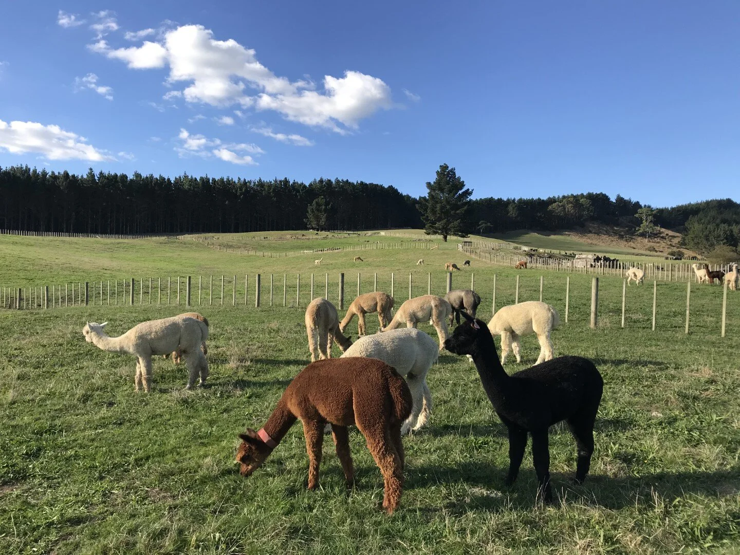 Shadow Wood Alpaca Farm and Export, testimonials from our valued ...