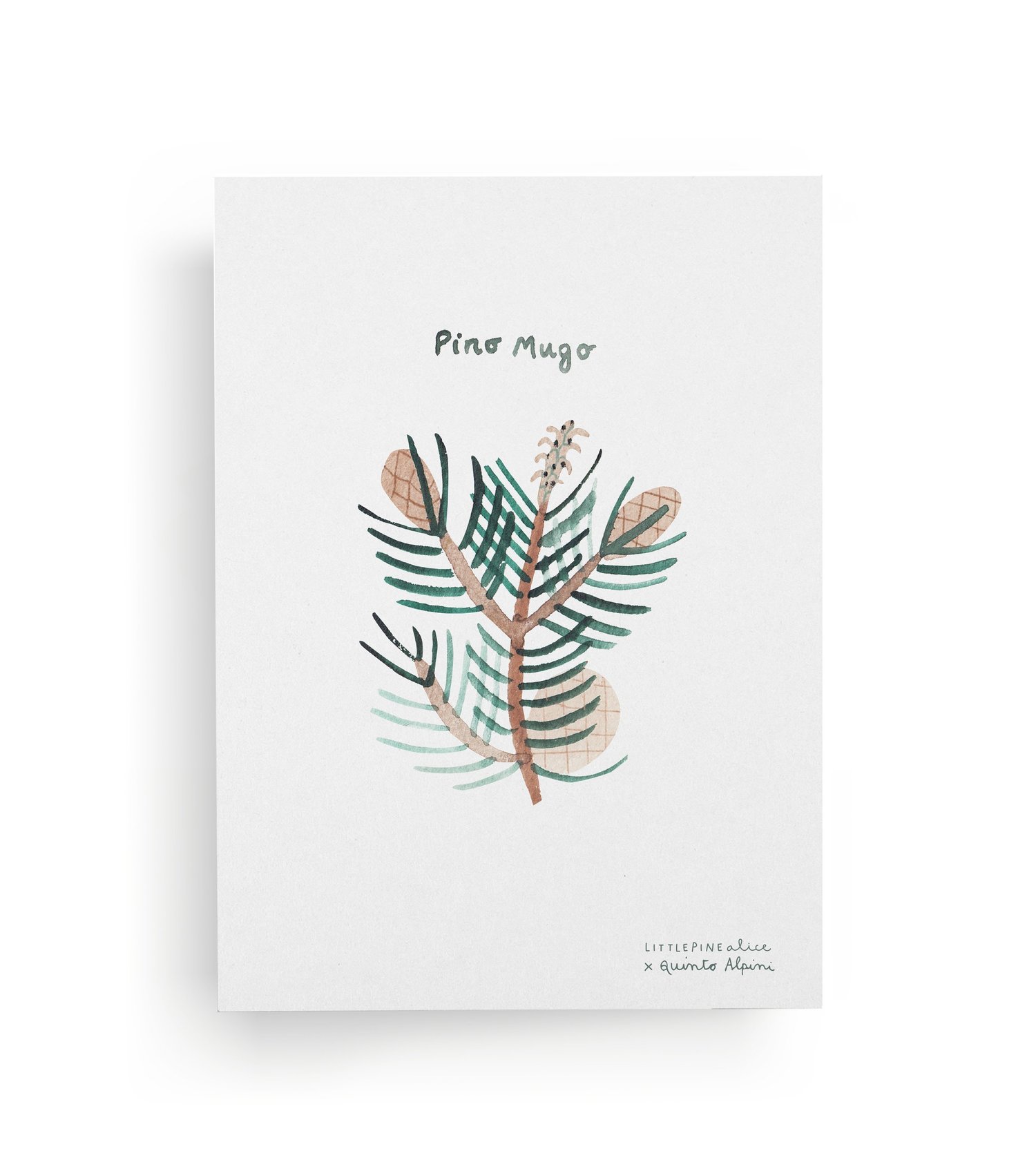 Shop — LittlePinealice