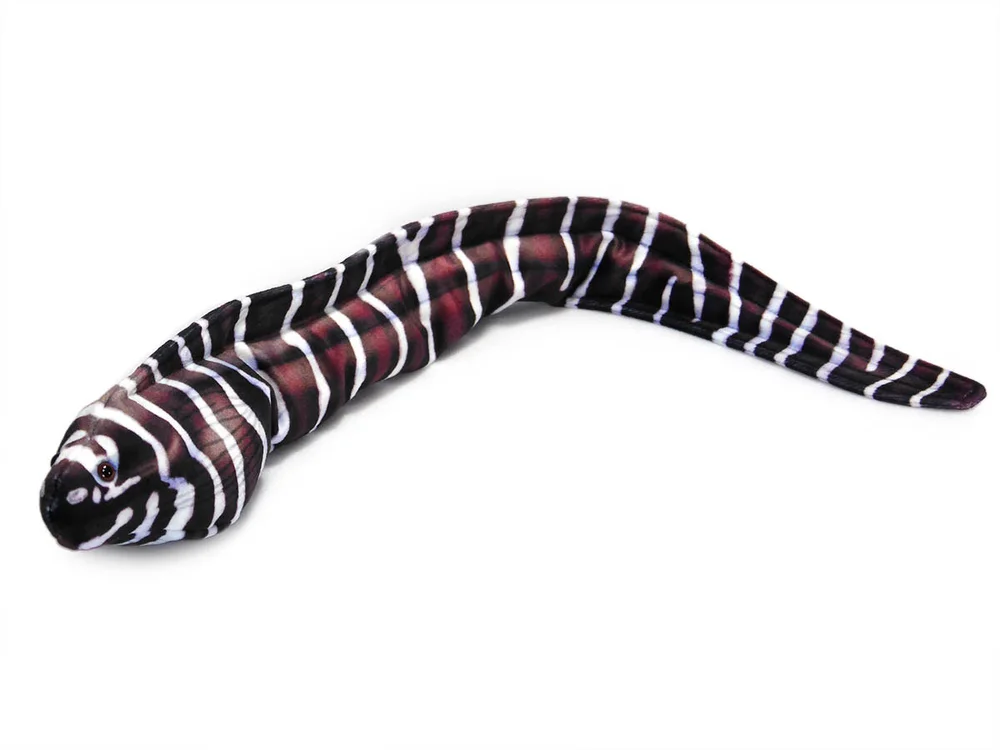 Zebra Eel