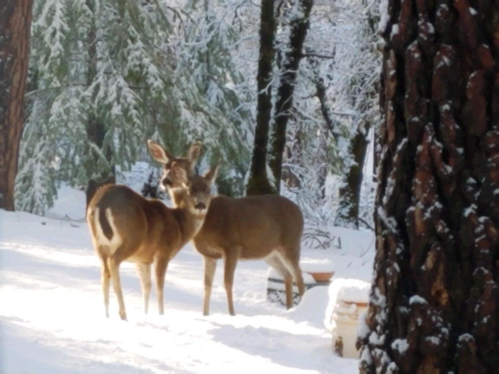 Snow @ Iona House — Iona House
