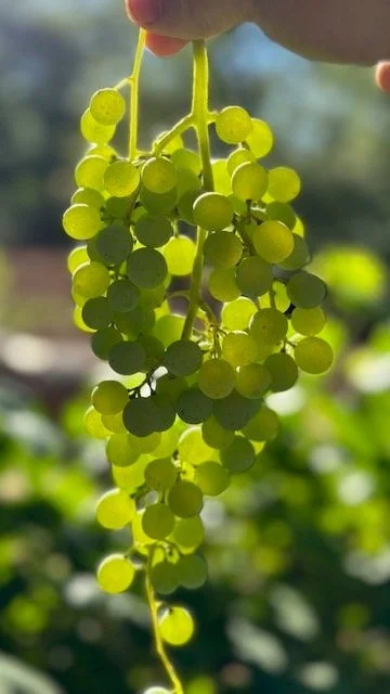 Residency — Iona House