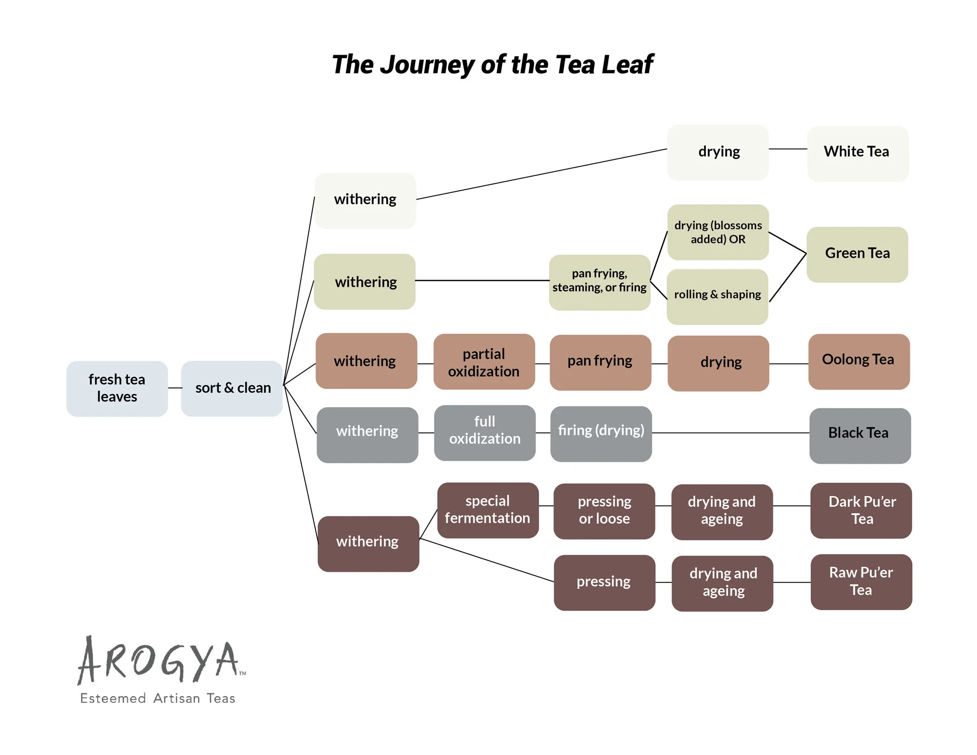 Tea Processing | Arogya Holistic Healing