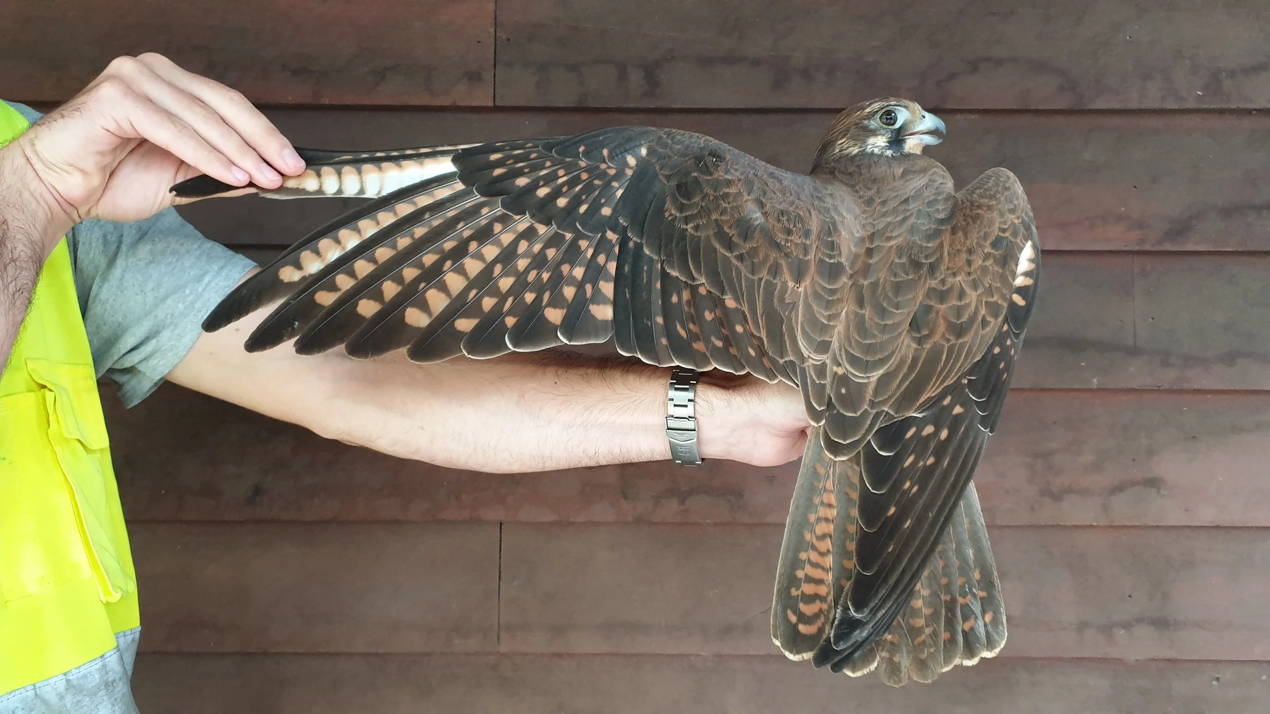 Bird Banding — Ornithological Technical Services