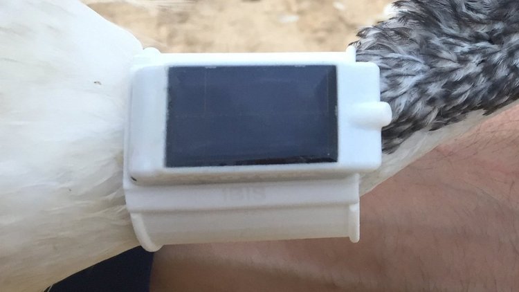 Telemetry (Wildlife Tracking) — Ornithological Technical Services