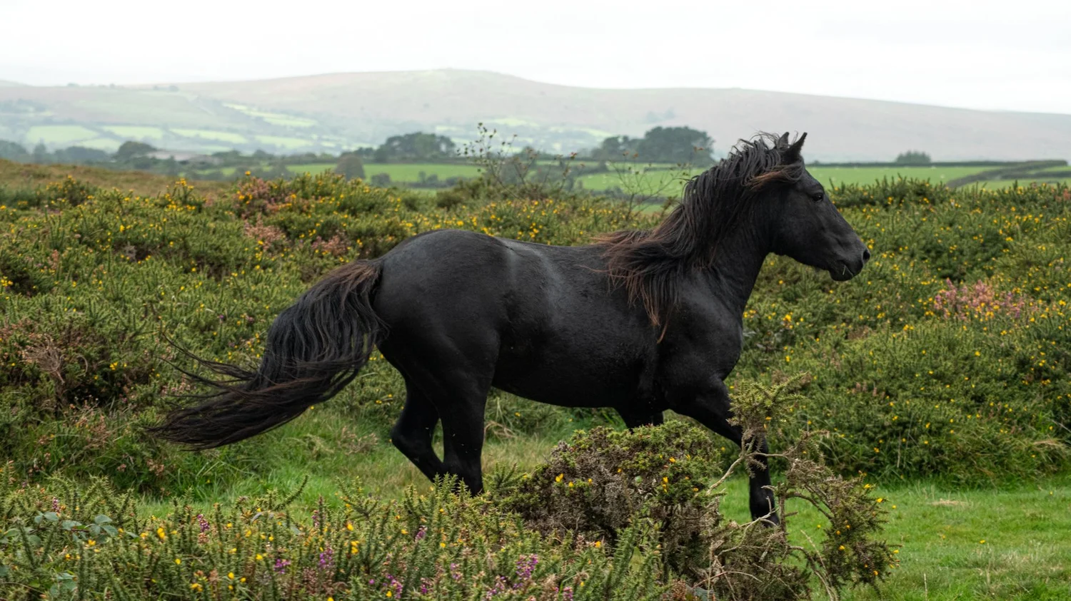 Dartmoor Hill Ponies and the Pony Drift — Foundation for Common Land