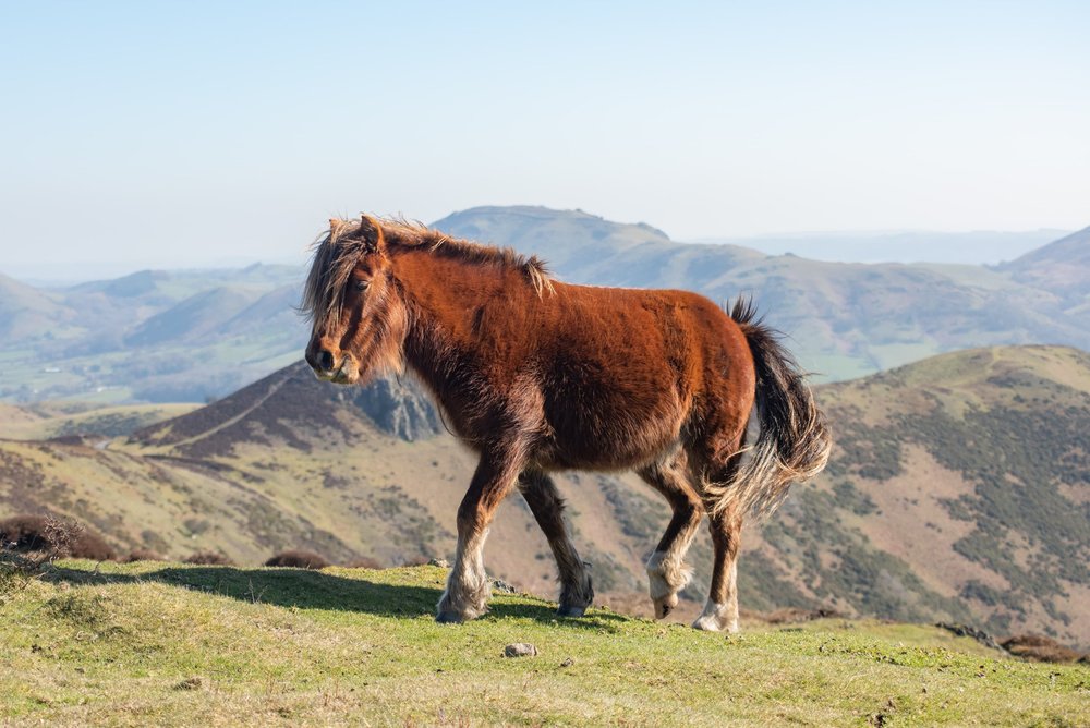 A Guide to Common Land and Commoning — Foundation for Common Land