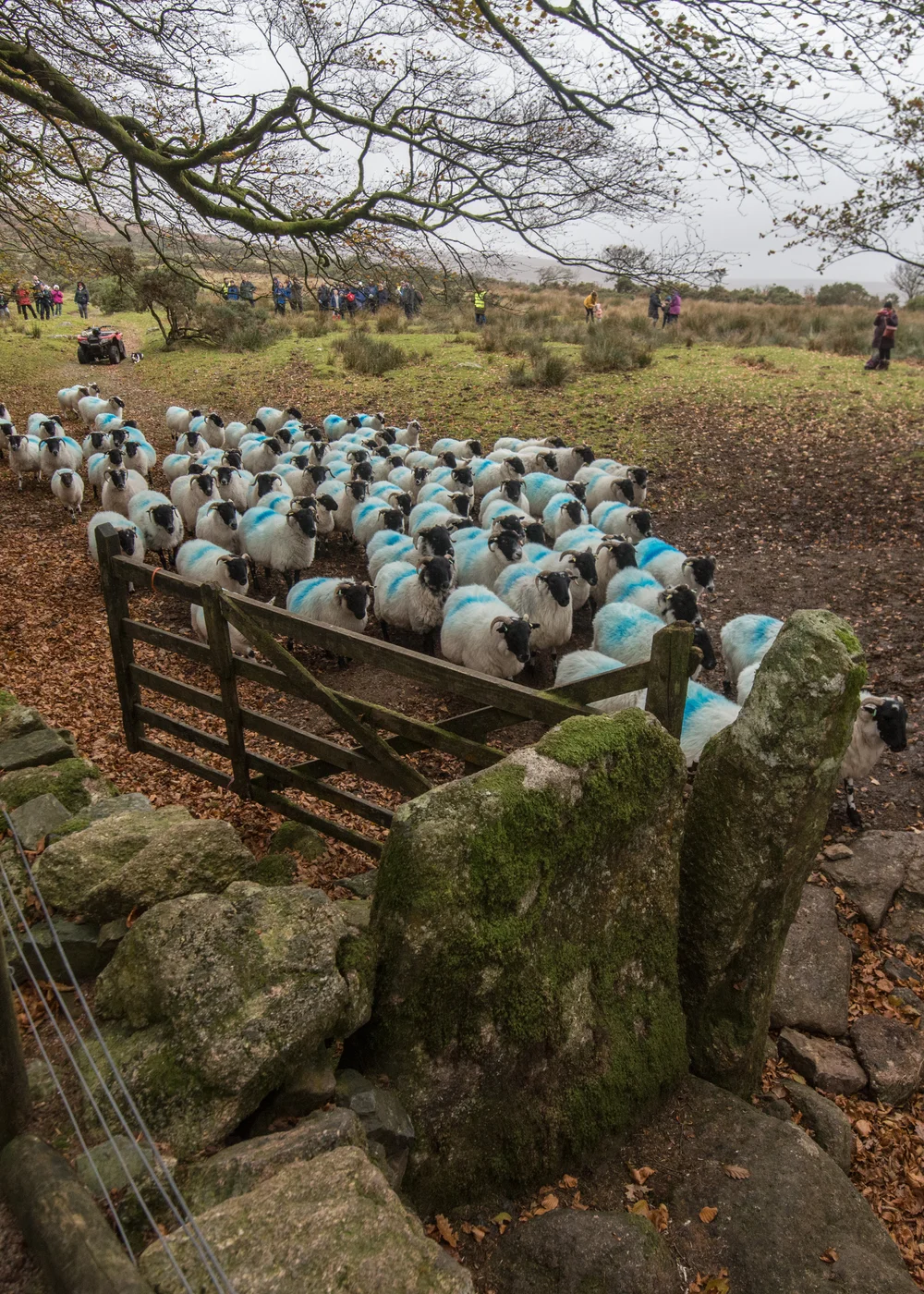 Foundation for Common Land