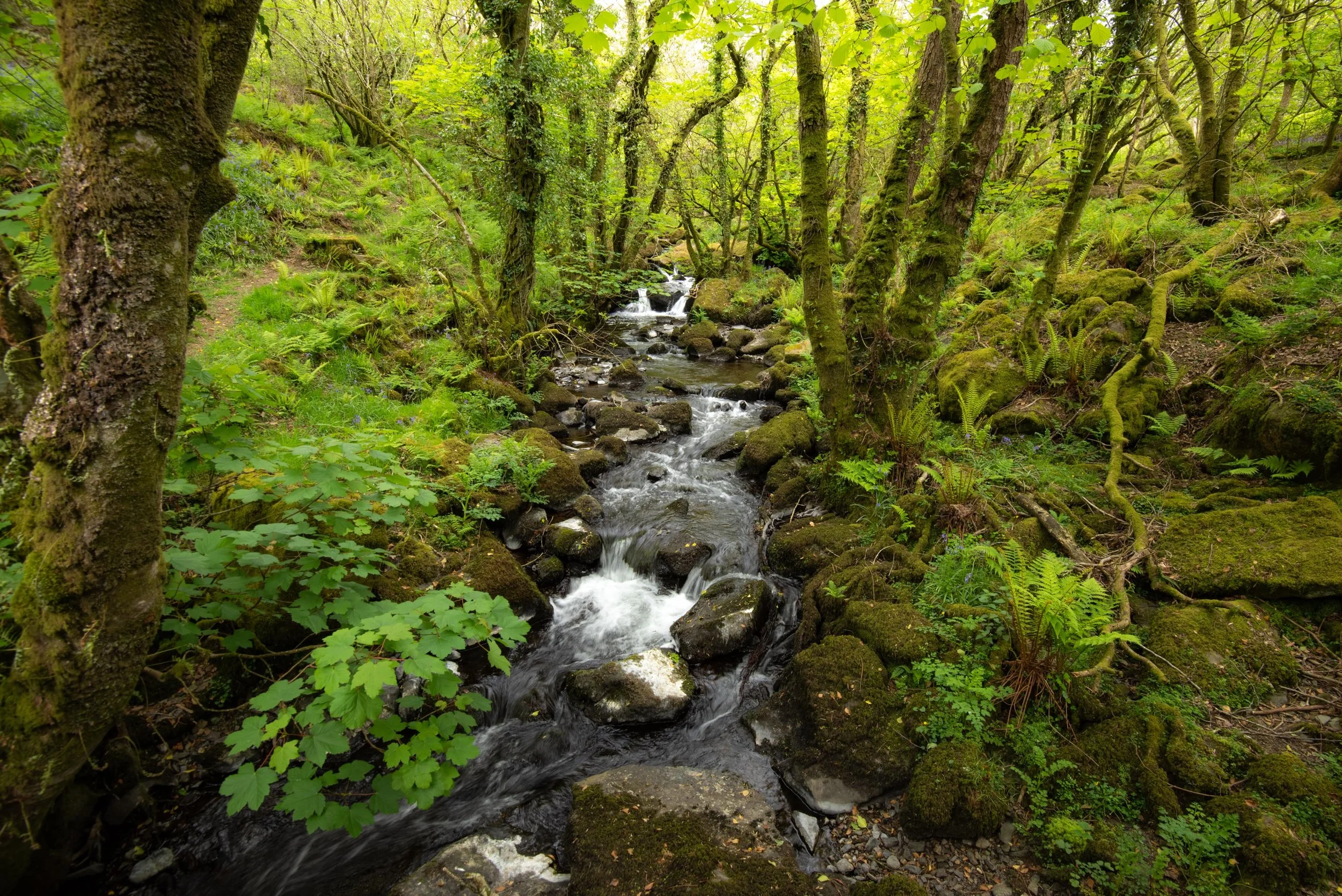 Our Upland Commons — Foundation for Common Land