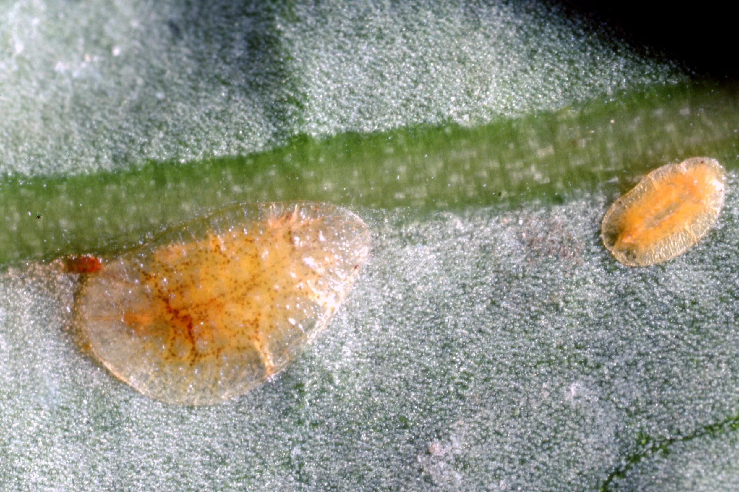 Sooty mould - What is it, and how to control it organically - © Duncan ...