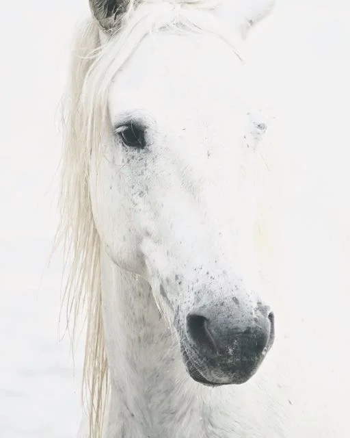 Portfolio — Michelle Detering Art