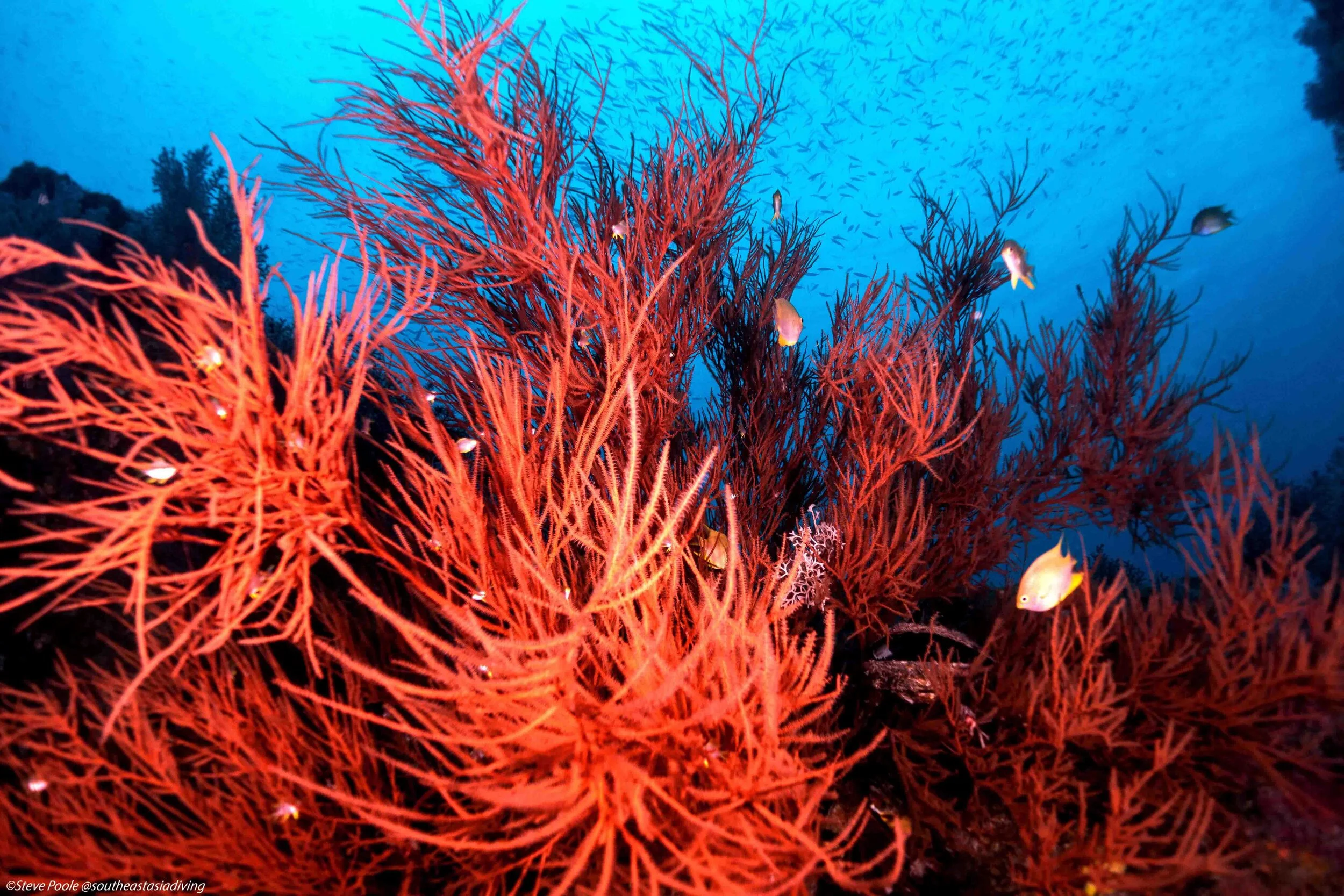 SOUTHEAST ASIA DIVING | Scuba Diving Adventures in Southeast Asia