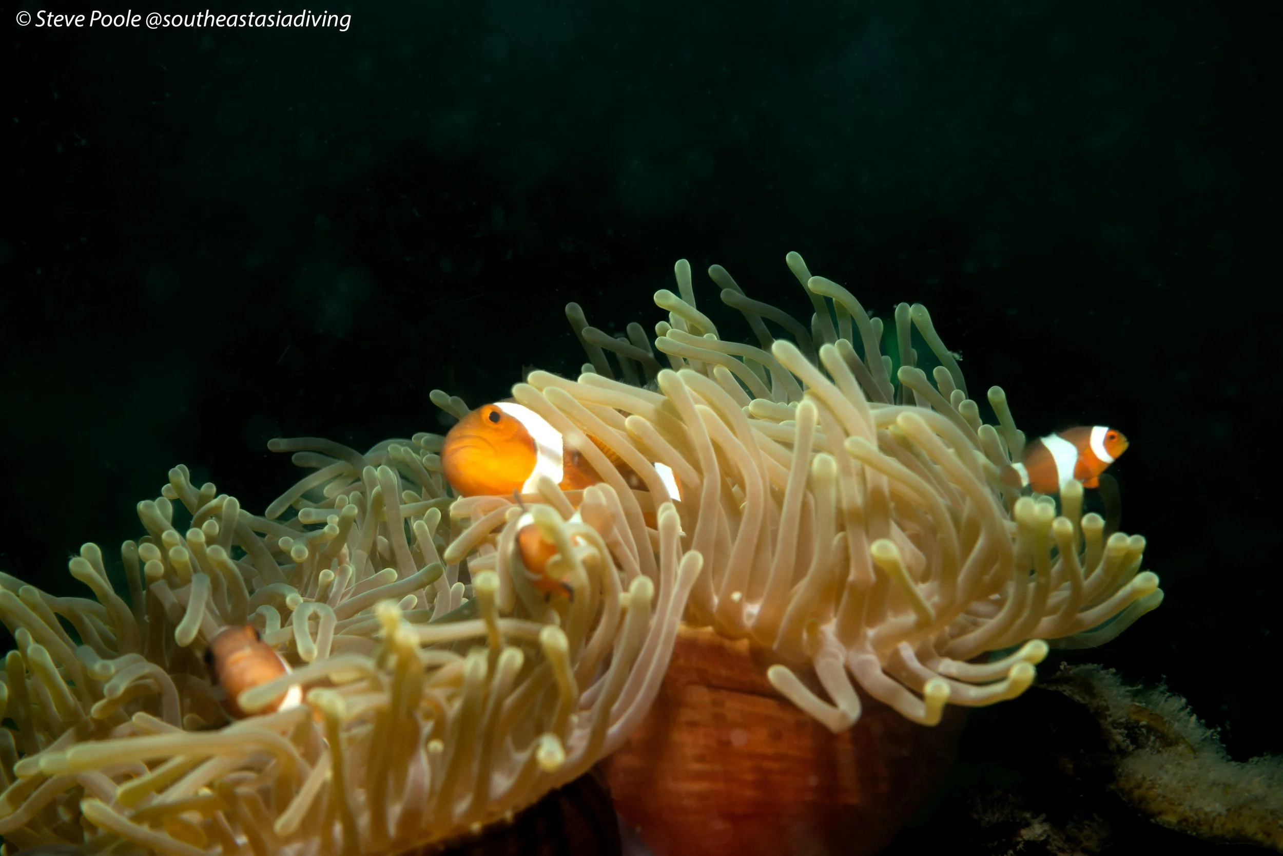 Clownfish of Southeast Asia: Species, Life Cycle, Sex Change & the Real ...