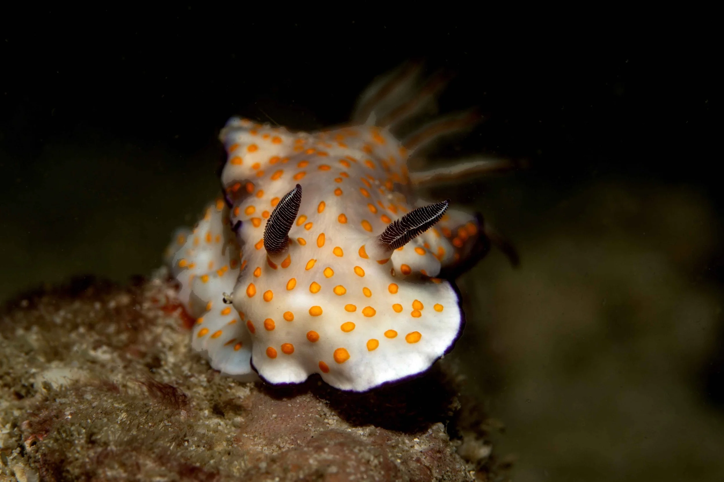 USAT Liberty Wreck: Complete Dive Guide to Tulamben, Bali — SOUTHEAST ...