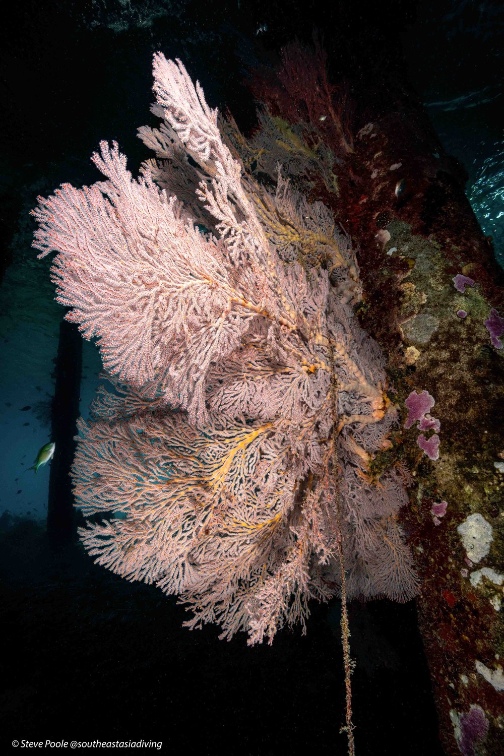 Underwater Photography in Southeast Asia: Macro, Wide-Angle & Gear ...