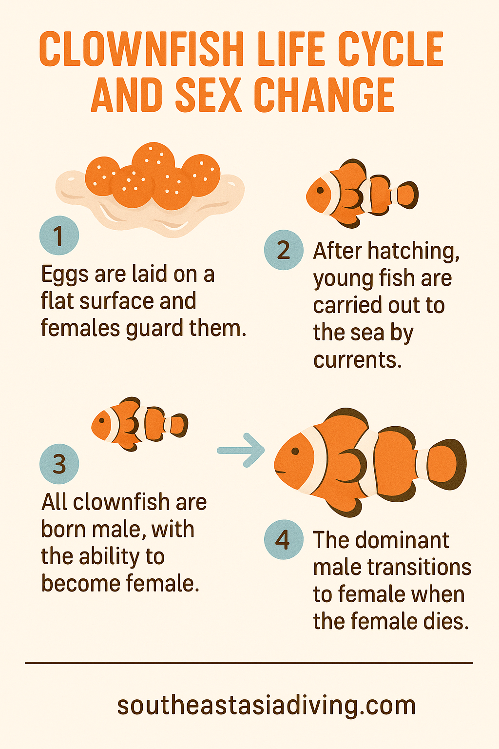 Clownfish of Southeast Asia: Species, Life Cycle, Sex Change & the Real ...