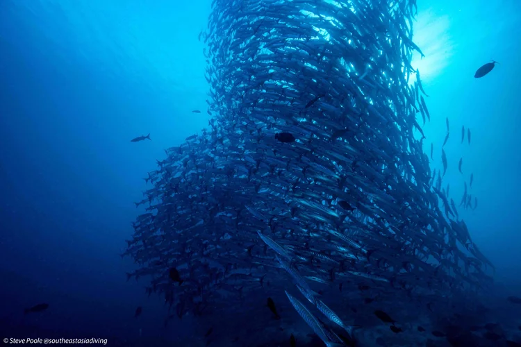 Underwater Photography in Southeast Asia: Macro, Wide-Angle & Gear ...