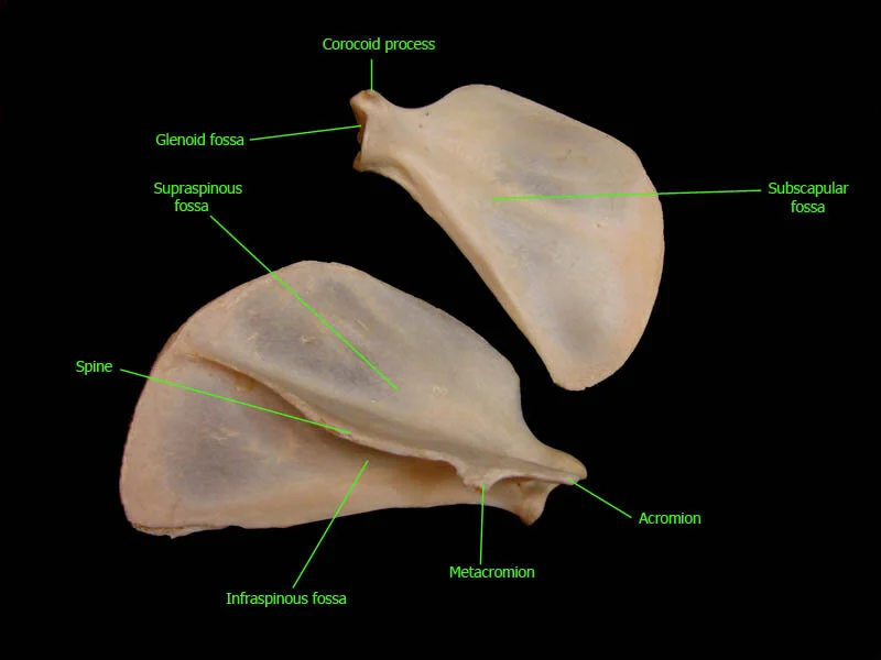 THE SCAPULA - THE ROOT OF YOUR WINGS — David Lauterstein