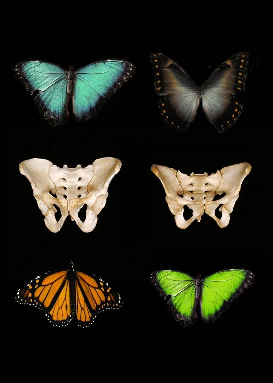 THE PELVIS - WINGS OF DESIRE AND BEAUTY — David Lauterstein