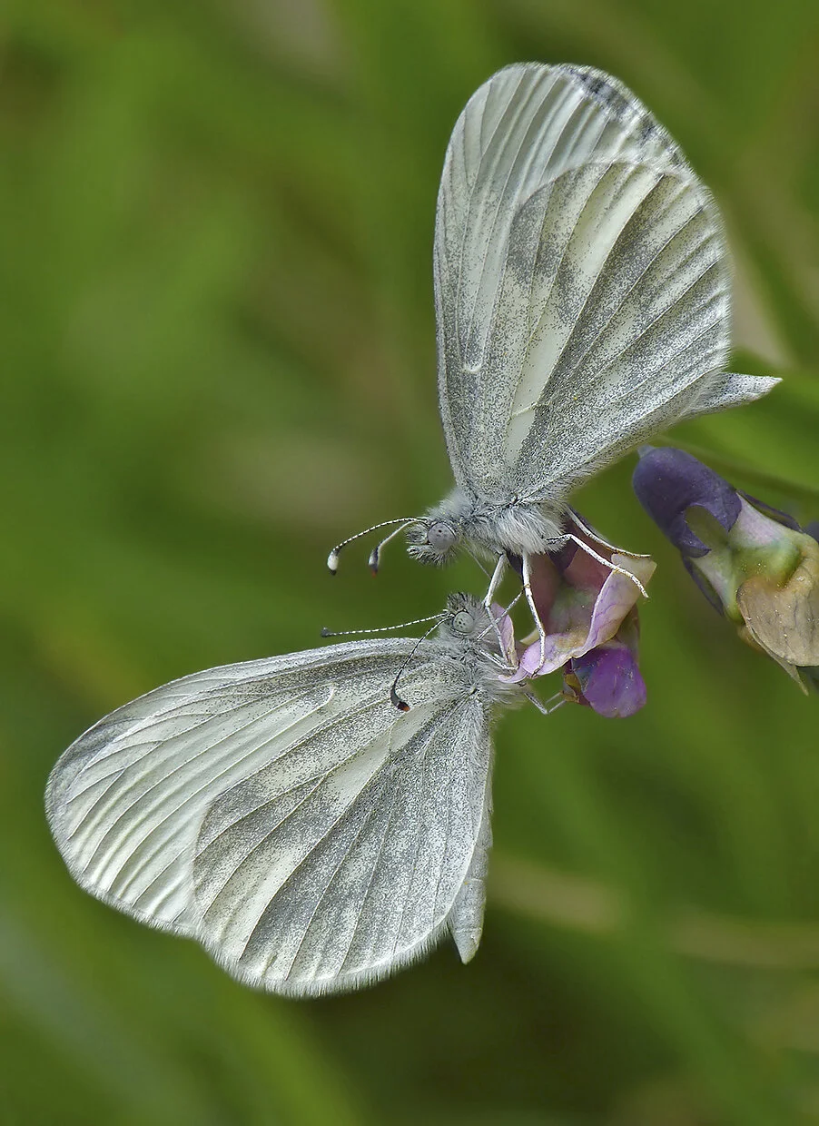 Genetic engineering … — Mark Colvin