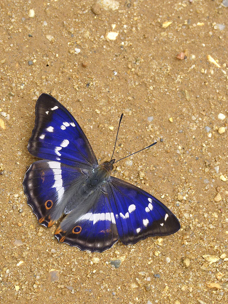 Close Encounters of the Purple Kind … — Mark Colvin